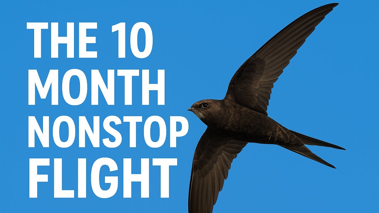 What's the SECRET to the Swift Bird's 10 Month Flight? - YouTube