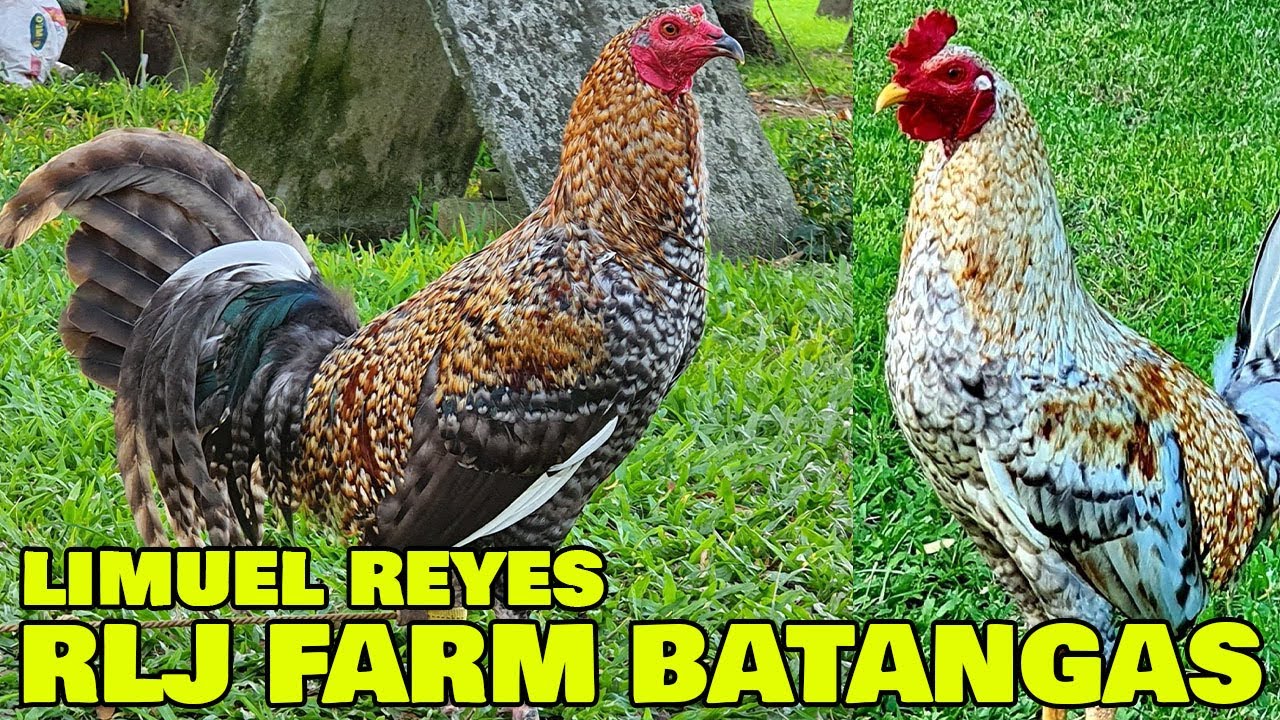 Limuel Reyes RLJ FARM BATANGAS - Big Farm In The Philippines - YouTube