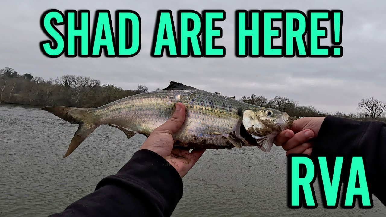 HICKORY SHAD ARE HERE! JAMES RIVER RICHMOND FISHING FOR SHAD! BEST RIGS ...