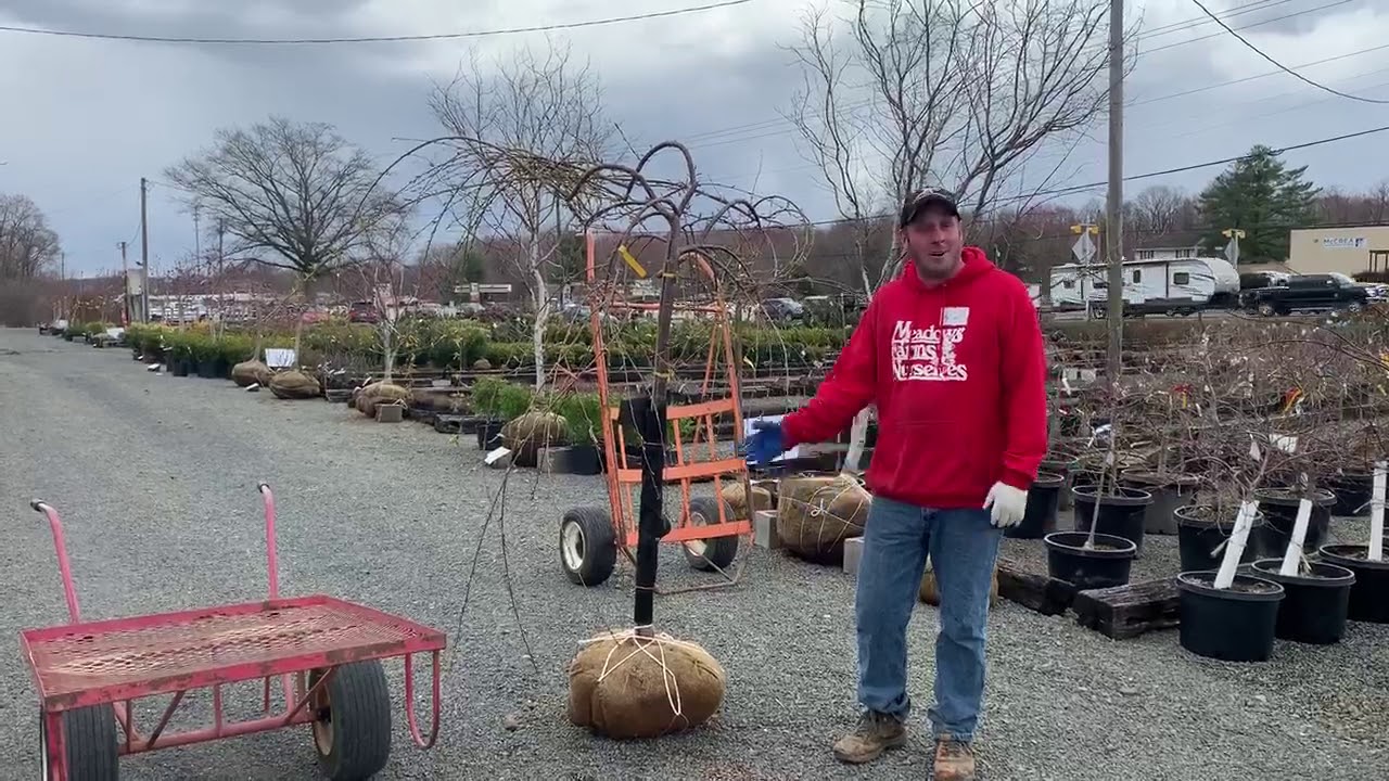 How to Properly Load a Tree - YouTube