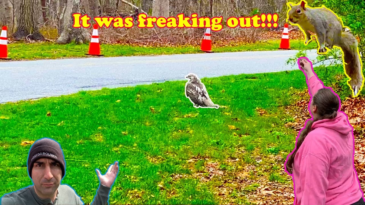 A HAWK Was Hunting | Squirrel Freak Out - YouTube