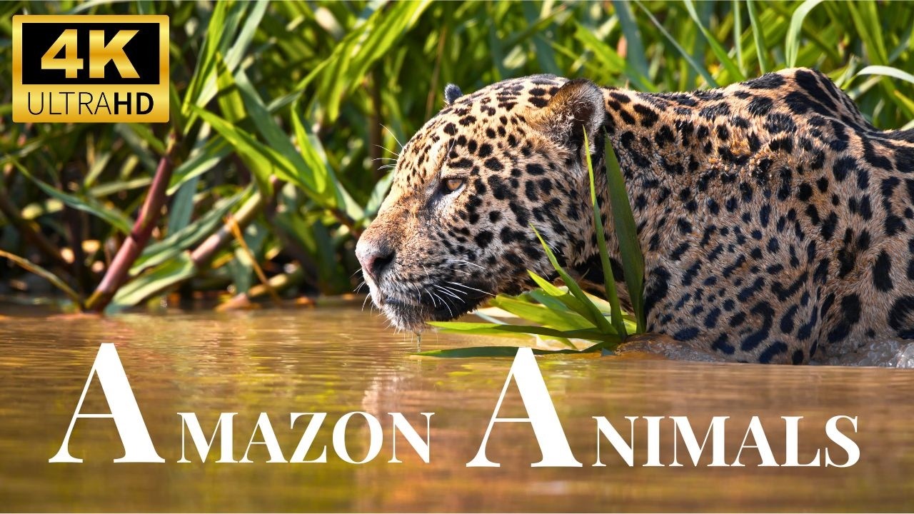 Animals of the amazon rainforest 4k - Amazon jungle wildlife and Sounds ...