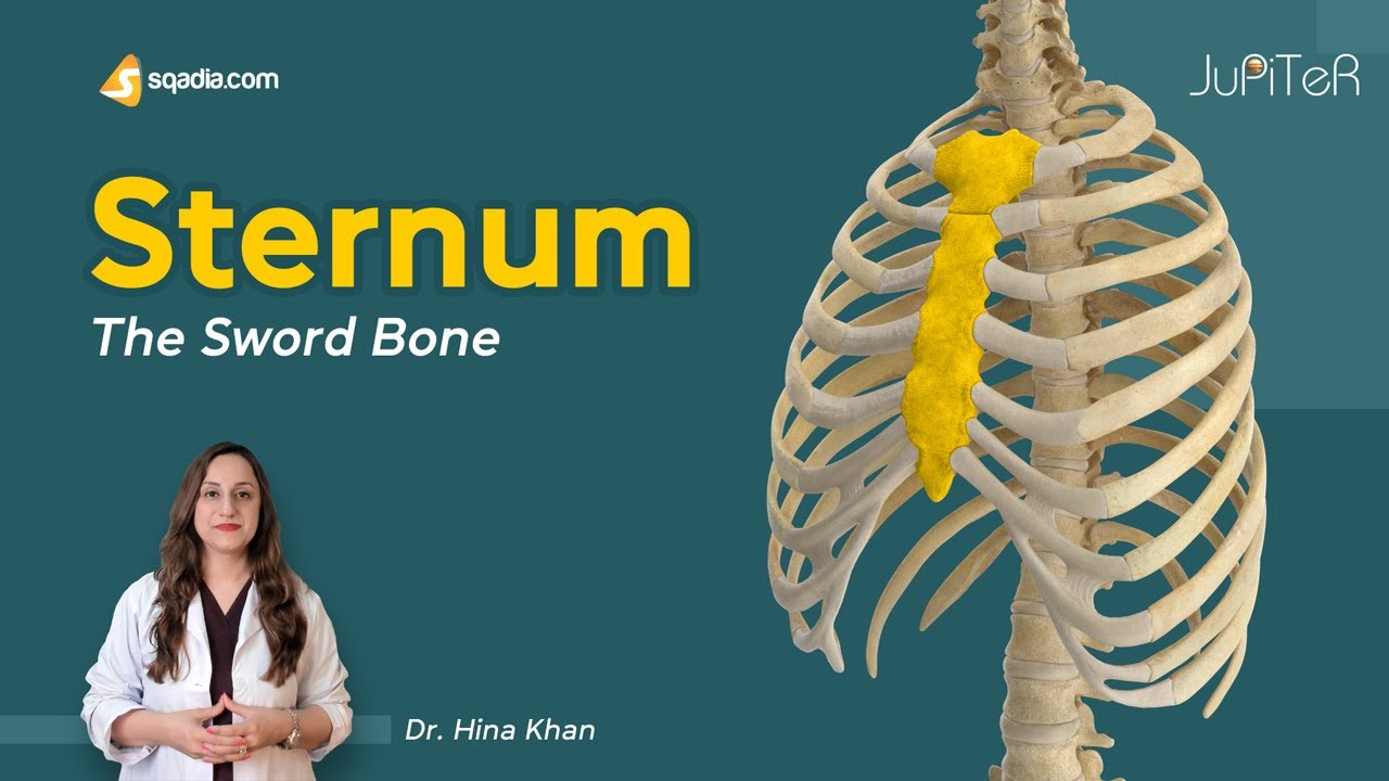 Sternum | Introduction | Thoracic Cavity | Bone Anatomy - YouTube