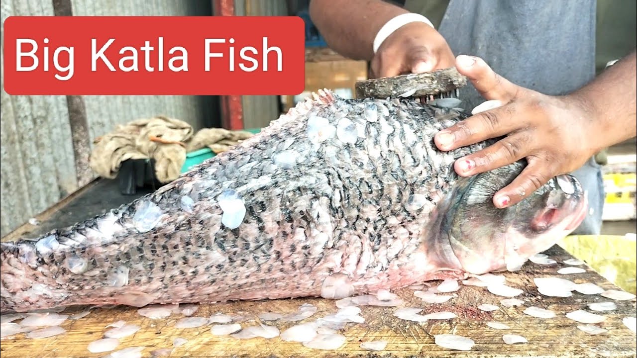 WOW!! Amazing Big Katal Fish Cutting Video By Mh Fish Cutting Skills ...