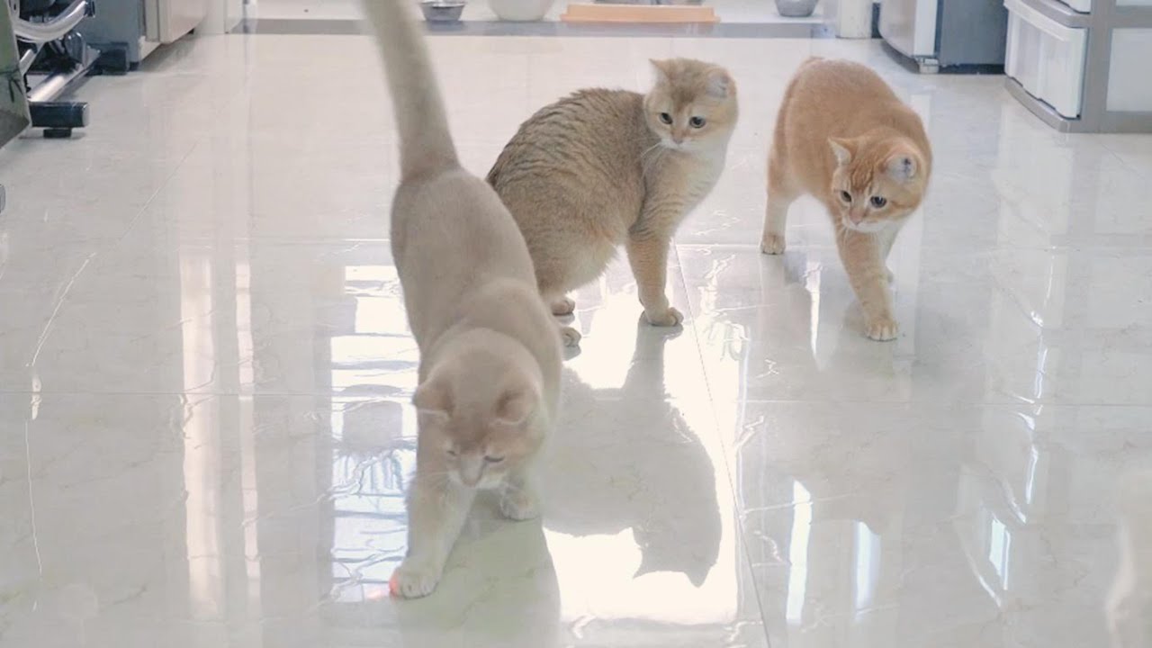 Amusing cute kittens with laser infrared rays.#kitten #子猫 #catlover # ...