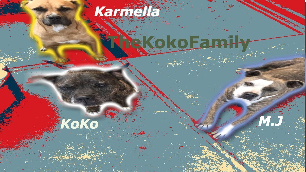 Welcome To The Koko Family Channel - YouTube