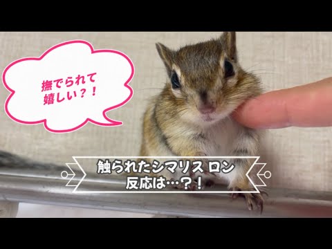 人間に撫でられたシマリスの反応は？How does a chipmunk react to being petted by a human ...