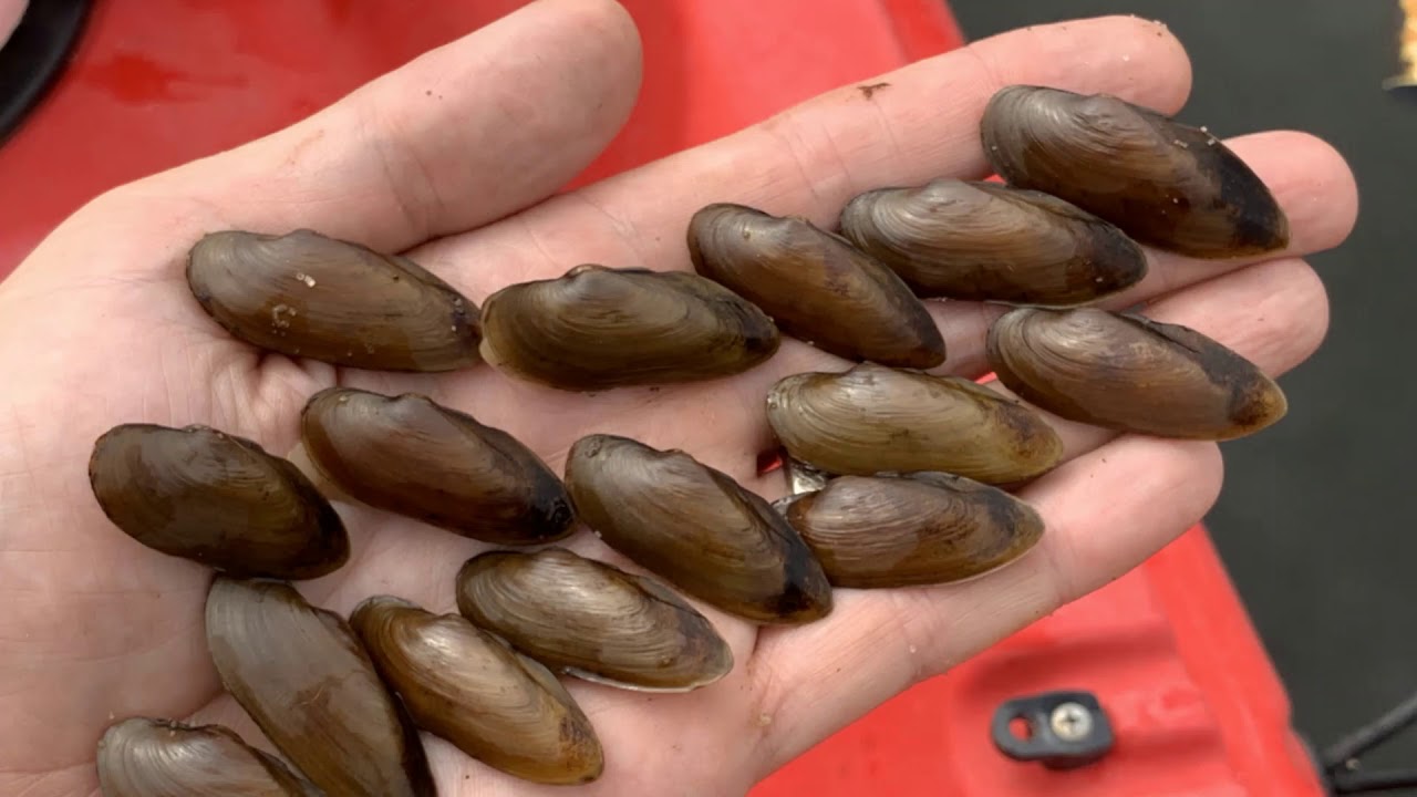 Propagation and Release of the Yellow Lance (Elliptio lanceolata ...