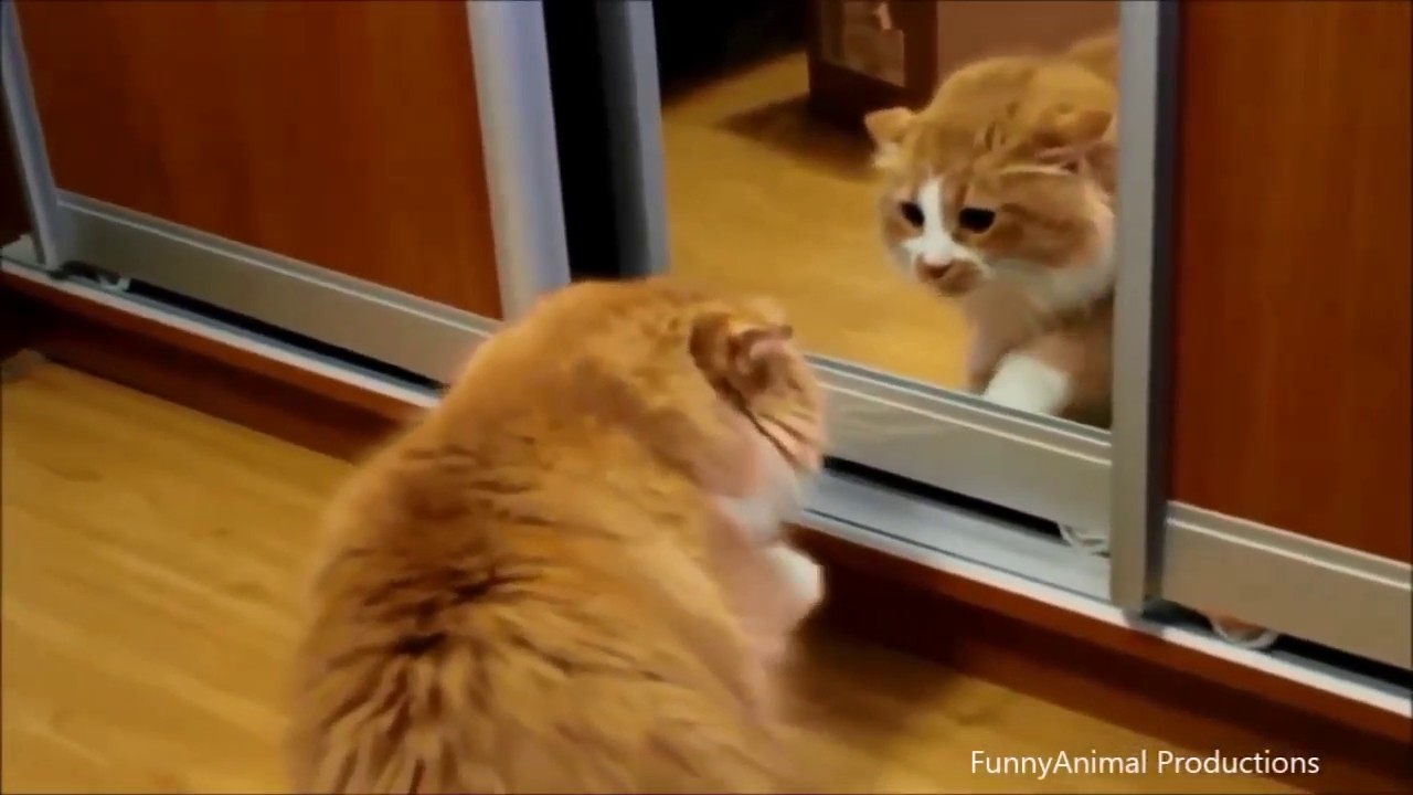 Cats and Mirrors Compilation - YouTube