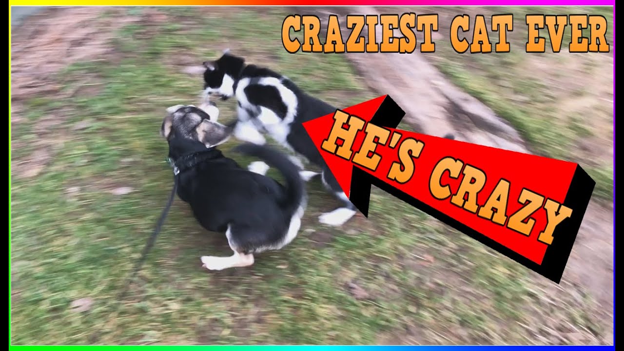 I Have The Craziest Cat Ever|VLOGS - YouTube
