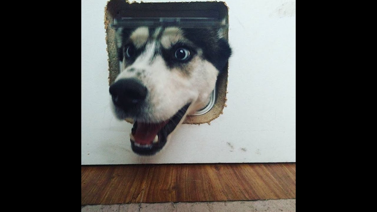 Cute Pictures Of My Dog Named Chase - YouTube