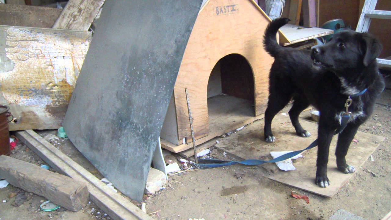 dachi's dog - YouTube