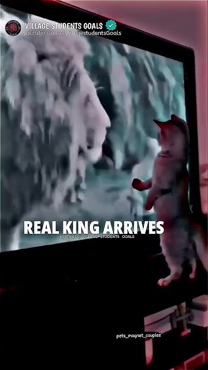 lion vs cat🤭😂🤣inspirational_quotes_motivational_quotes_billionaire ...