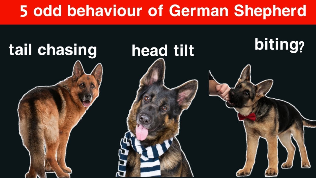 5 Odd behaviour German shepherd do / german shepherd puppy - YouTube