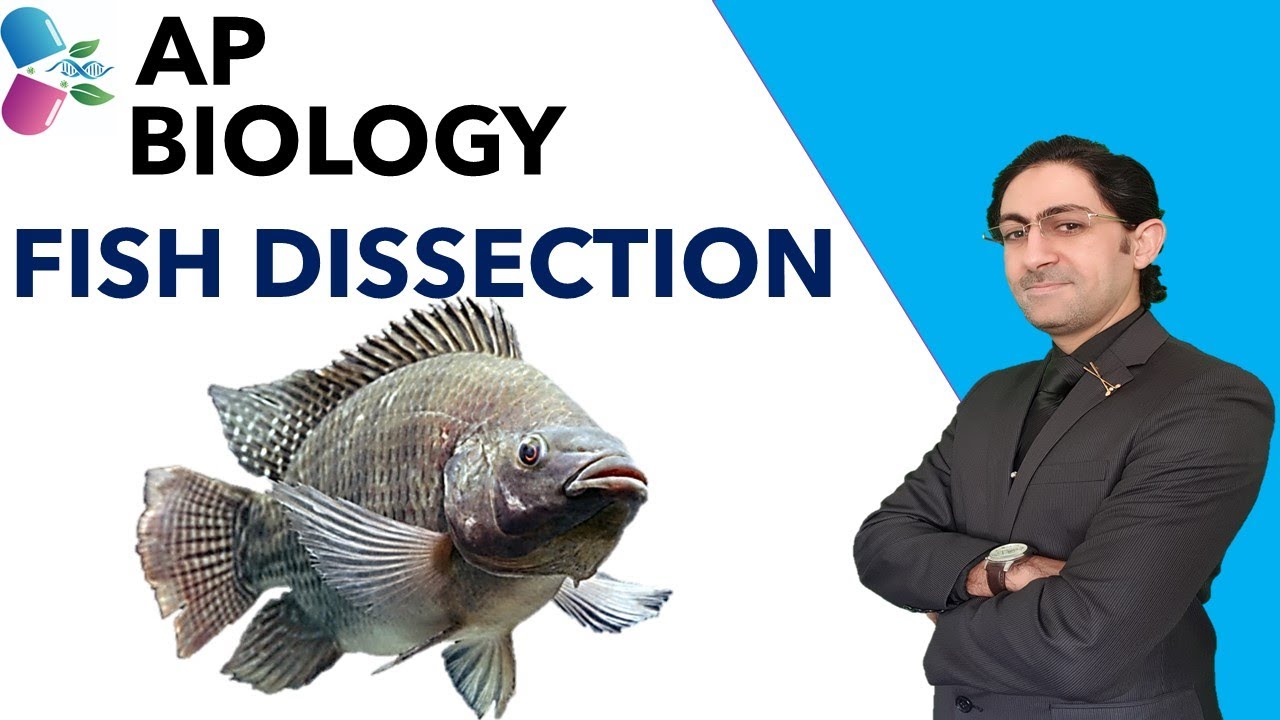 TILAPIA FISH DISSECTION - 4K-RESOLUTION [PRACTICAL] - YouTube