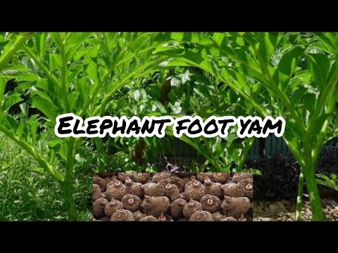 Elephant Foot Yam Cultivation | How to Grow Elephant Foot Yam ...