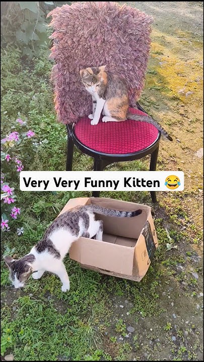 Very Very Funny Kitten #funny #meow #cat #shorts #viral #cat lover - YouTube