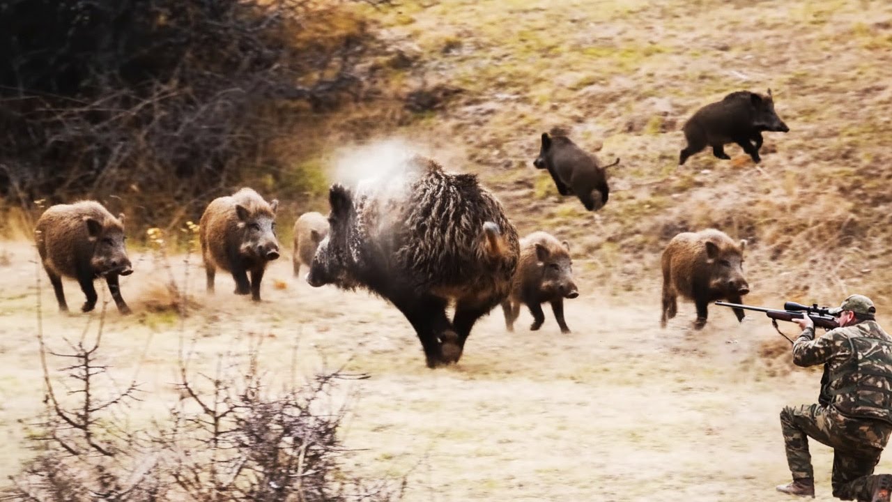 AMAZING! PERFECT SHOTS! HIGH ADRENALINE HUNTING, Feast Your Eyes On The ...