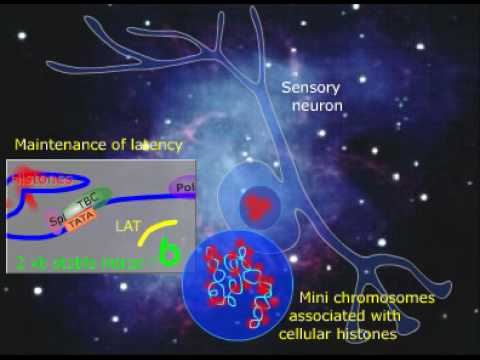 HSV latency - YouTube