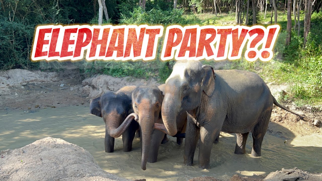 An Elephant's Communication Is So Very Powerful!! - YouTube