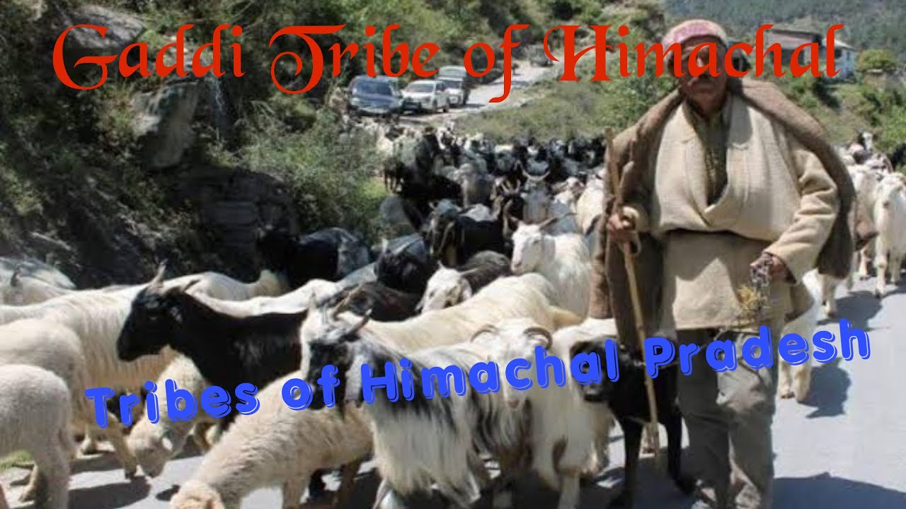 Gaddi Tribe of Himachal | Tribes of Himachal Pradesh - YouTube