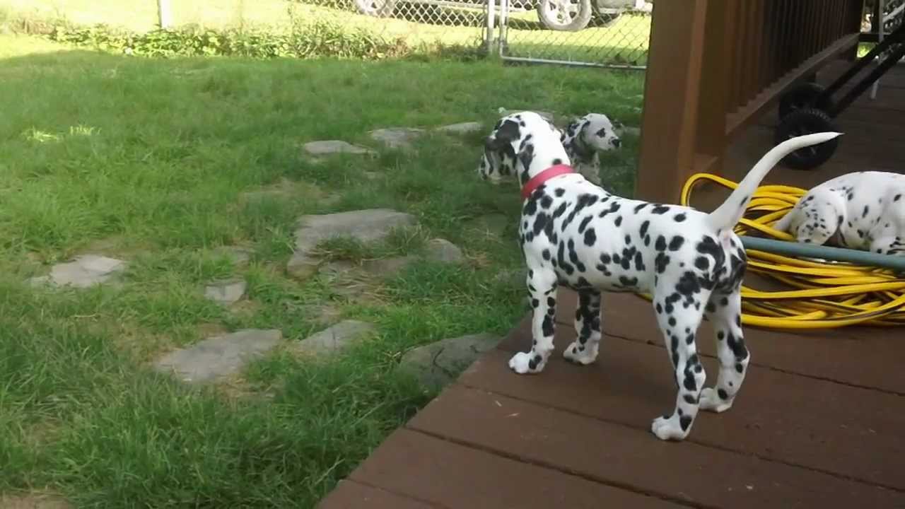 Primrose and friends - YouTube