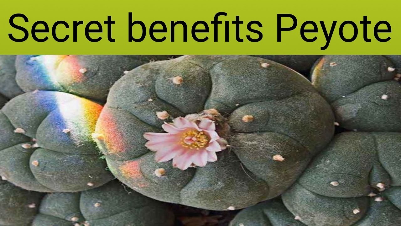 Uses and Benefits of Peyote - YouTube