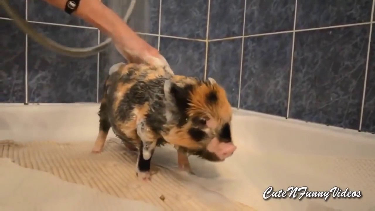 Piglets having fun Funny mini pigs fun and not just - YouTube