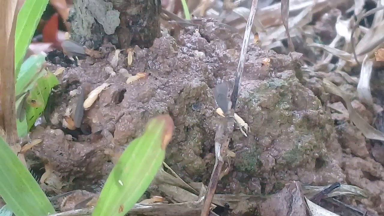 Rayap Laron anai anai - YouTube