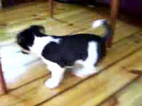 Assaf, 8 weeks old jack russell - YouTube