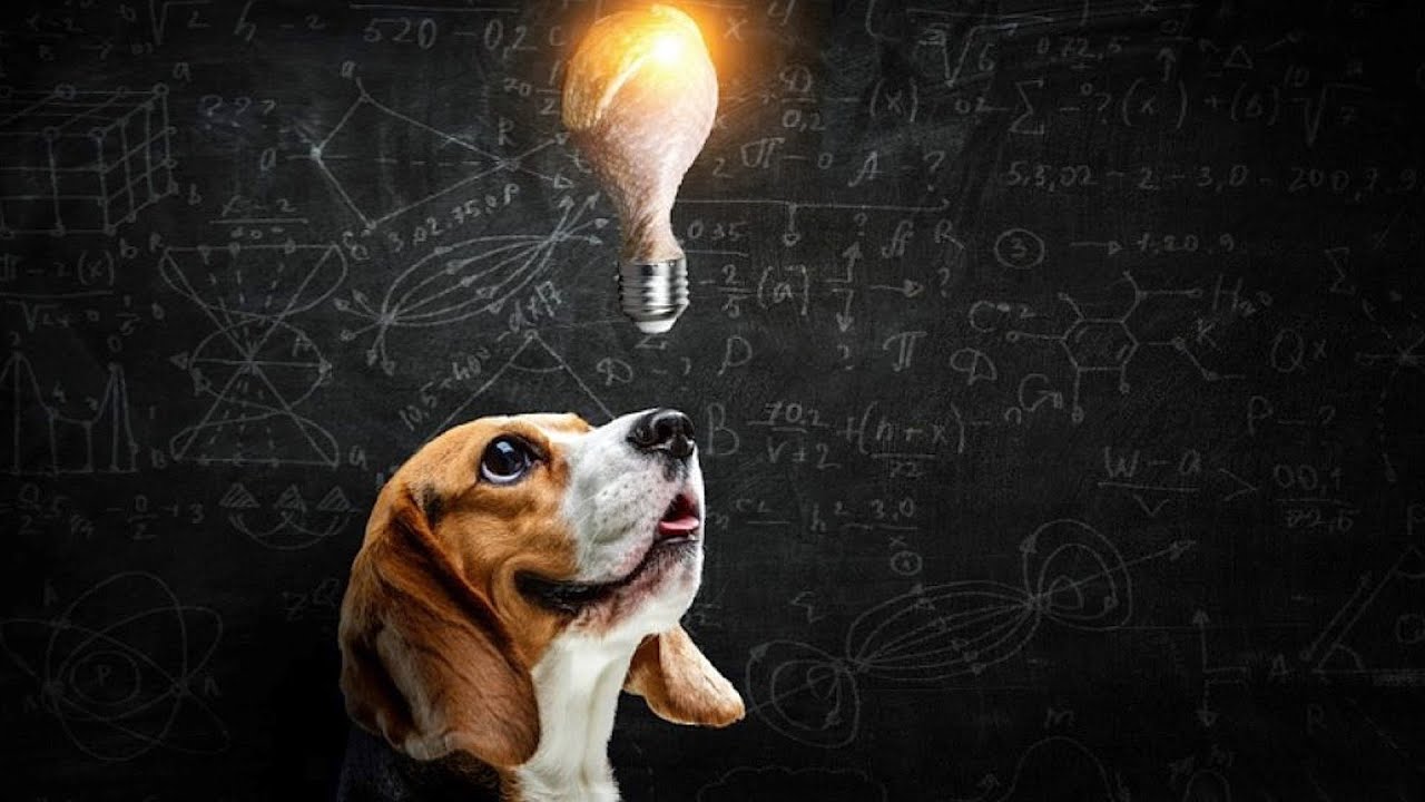 How do dogs think - YouTube