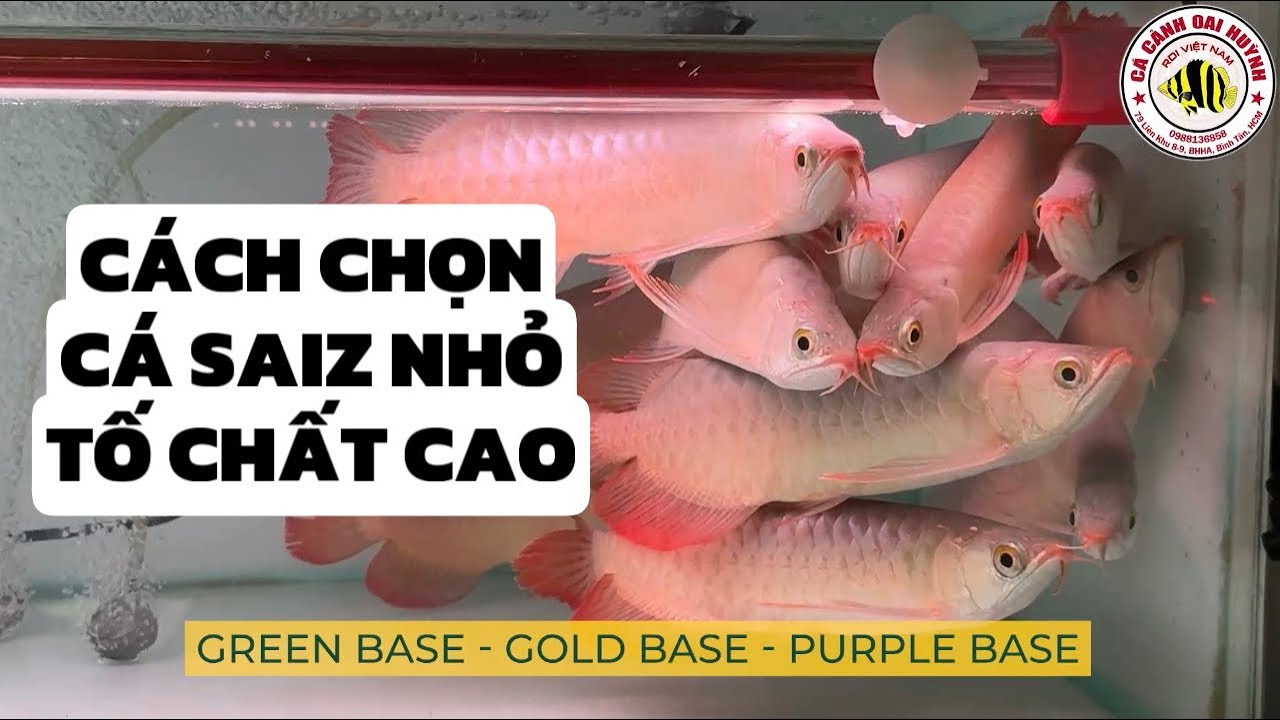 Cách lựa 1 bé H.UYẾT LONG saiz nhỏ nhưng tố chất cao cho anh em mới ...