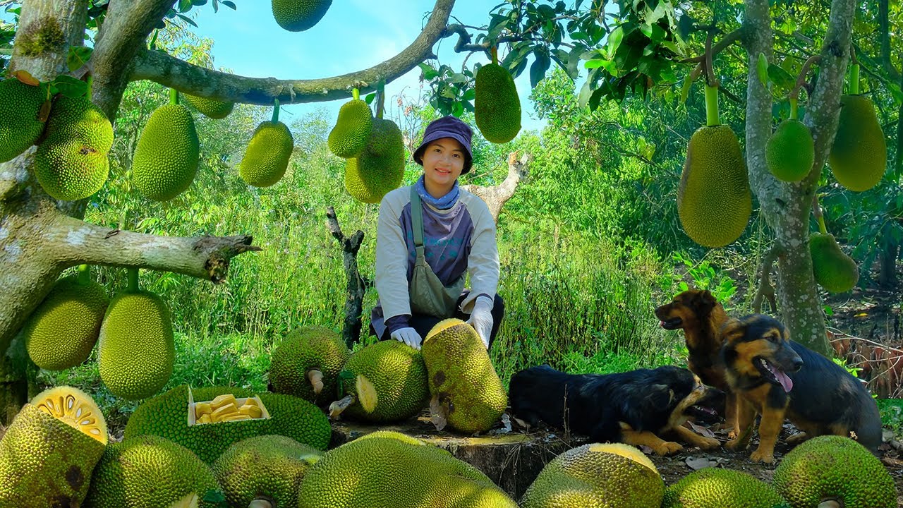 Harvest Ripe Thai Jackfruit – Crispy, Sweet, Sap-Free To Sell At The ...