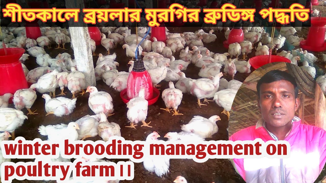 Winter broiler chicks brooding management।। poultry farming winter ...