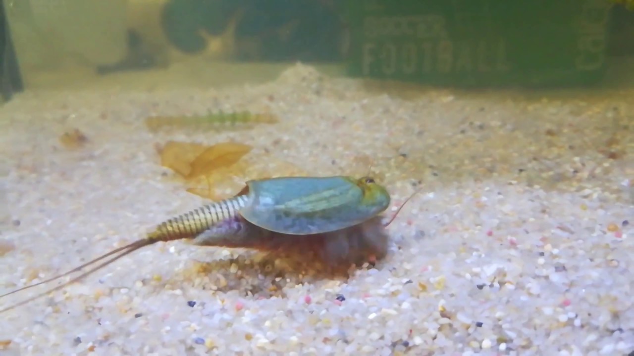 Triops Mauritanicus grün 52 Tage ein Pärchen - YouTube