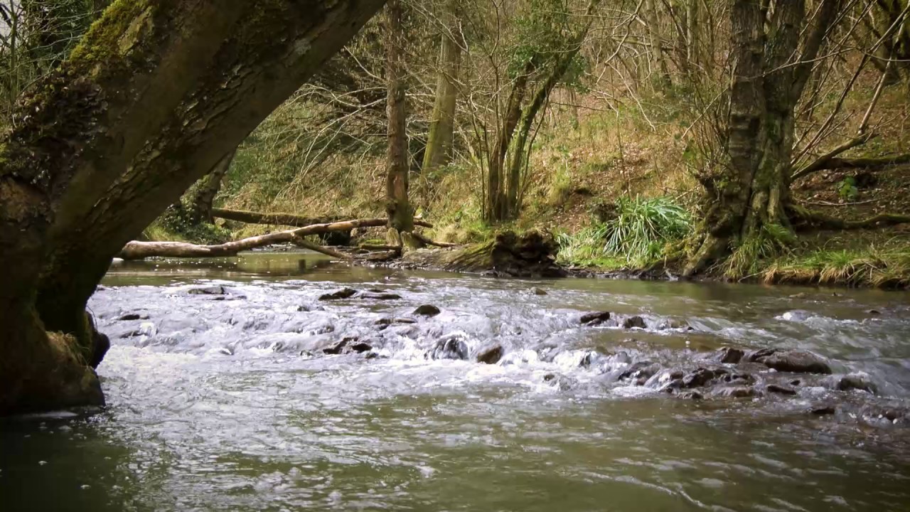 Babbling Brook nature sounds - Relaxing water sounds - YouTube