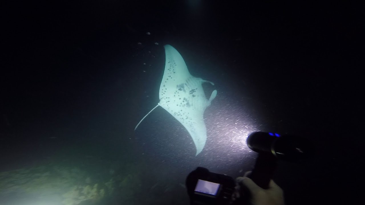MANTA RAYS NIGHT DIVE | KONA HAWAII - YouTube