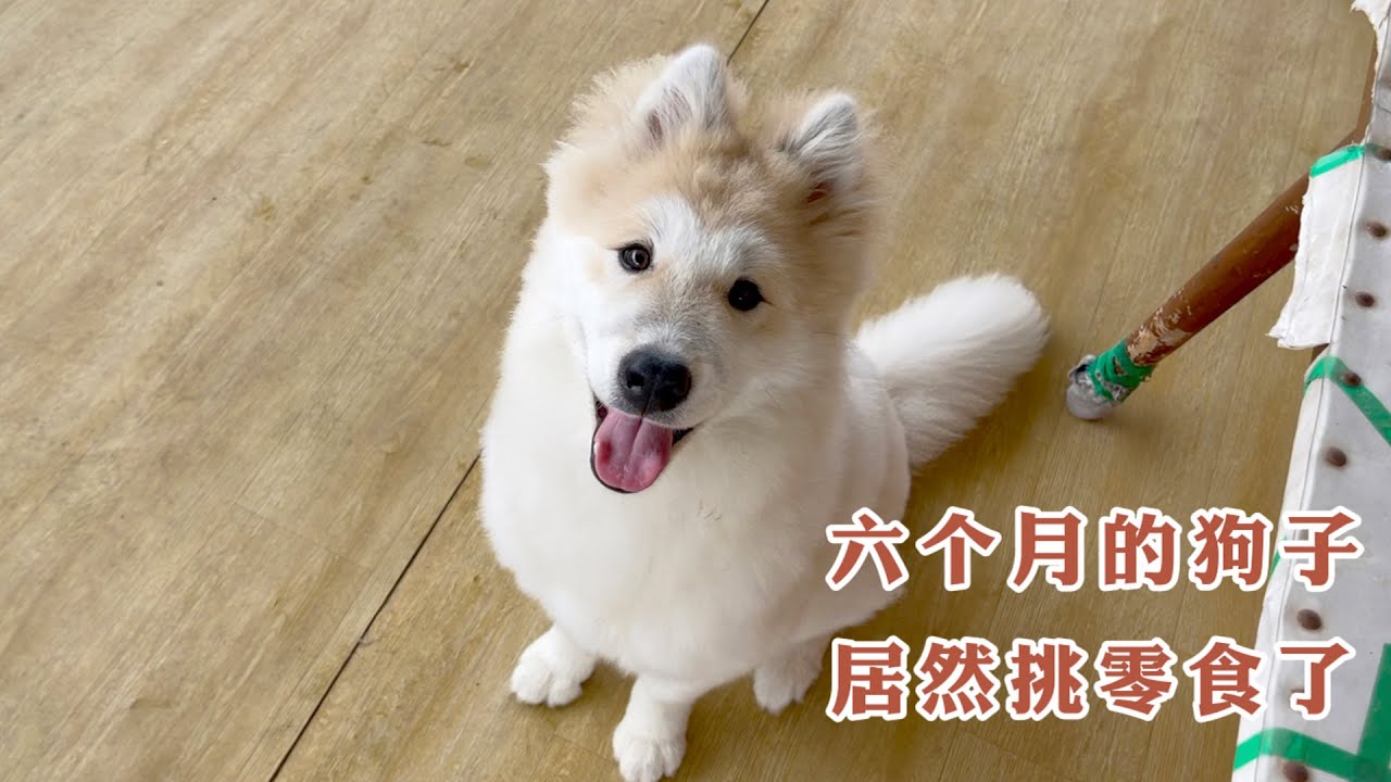 6 The 6 month old Dog Started Picking 6-the-6-month-old-dog-started-picking