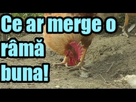 O ZI DIN VIATA UNUI COCOȘ - YouTube