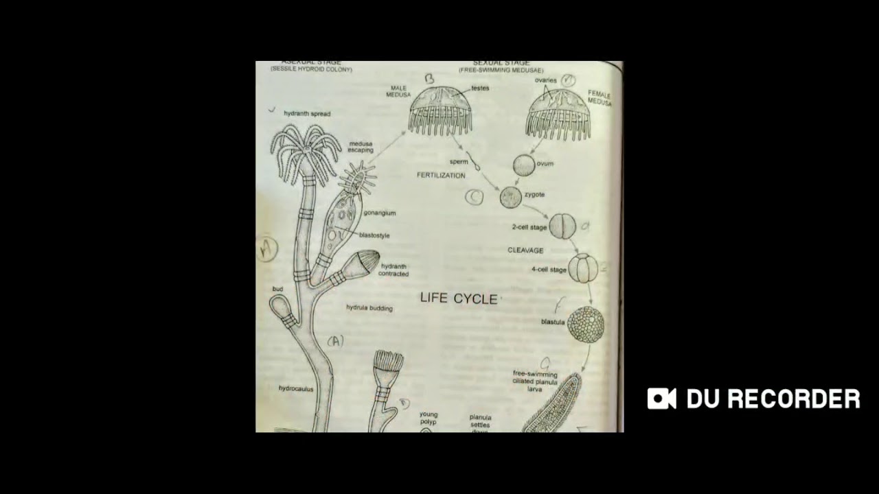 Life cycle of obelia - YouTube