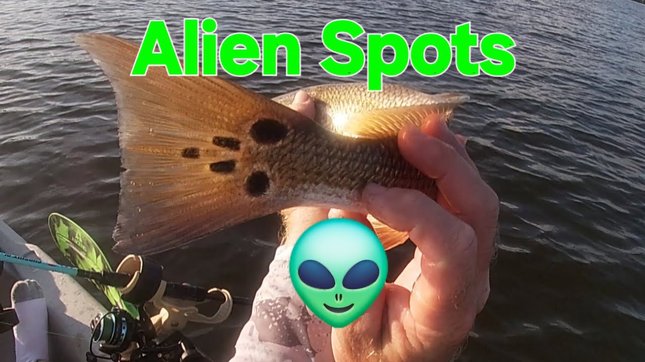 [Slam] Alien Spots In The Murky Water Matlacha FL Hobie Saltwater Kayak ...