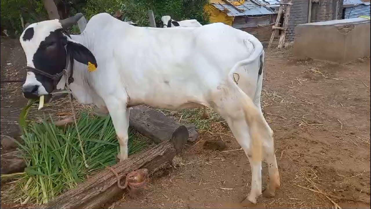 2 देवनी गाई आणि गोरे विक्री आहेत | Deoni Cow for sell - YouTube