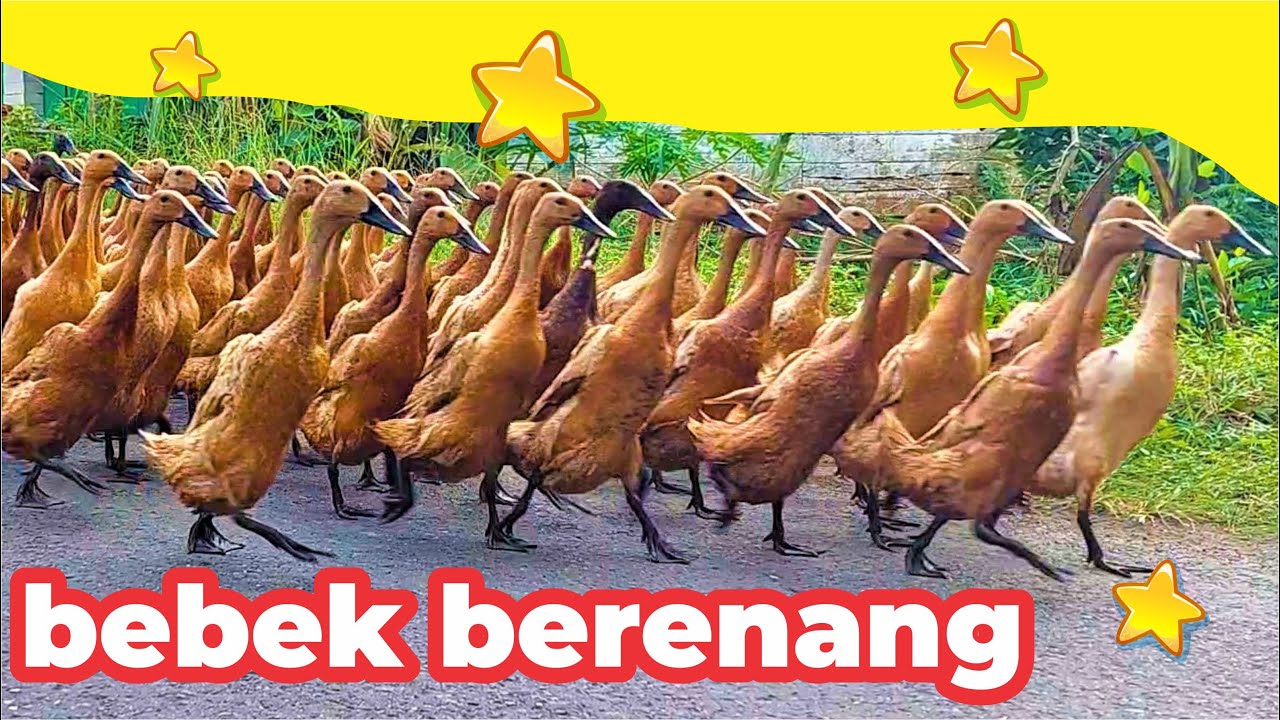 Ribuan Bebek Demo ke Sawah ( Potong Bebek Angsa lagu Bebek Adus Kali ...