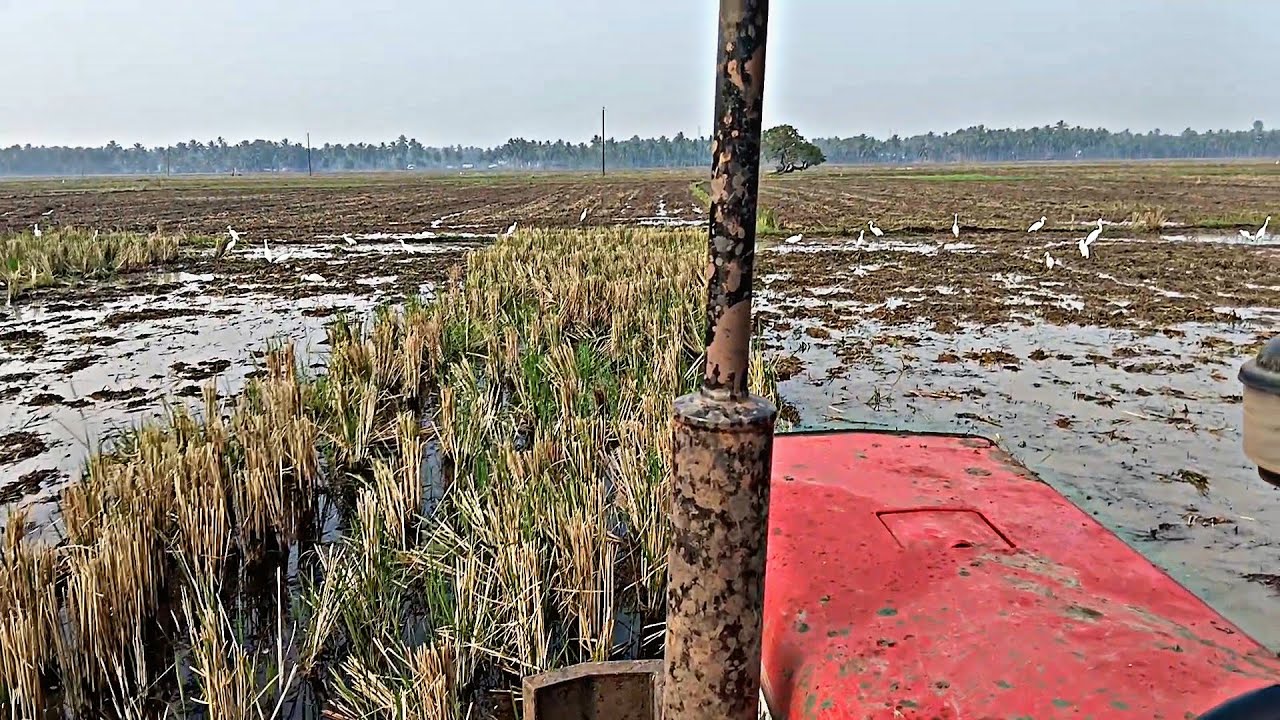 FORGUSON Tractor Dhammu Videos || Agricultural Land Harversting Video ...