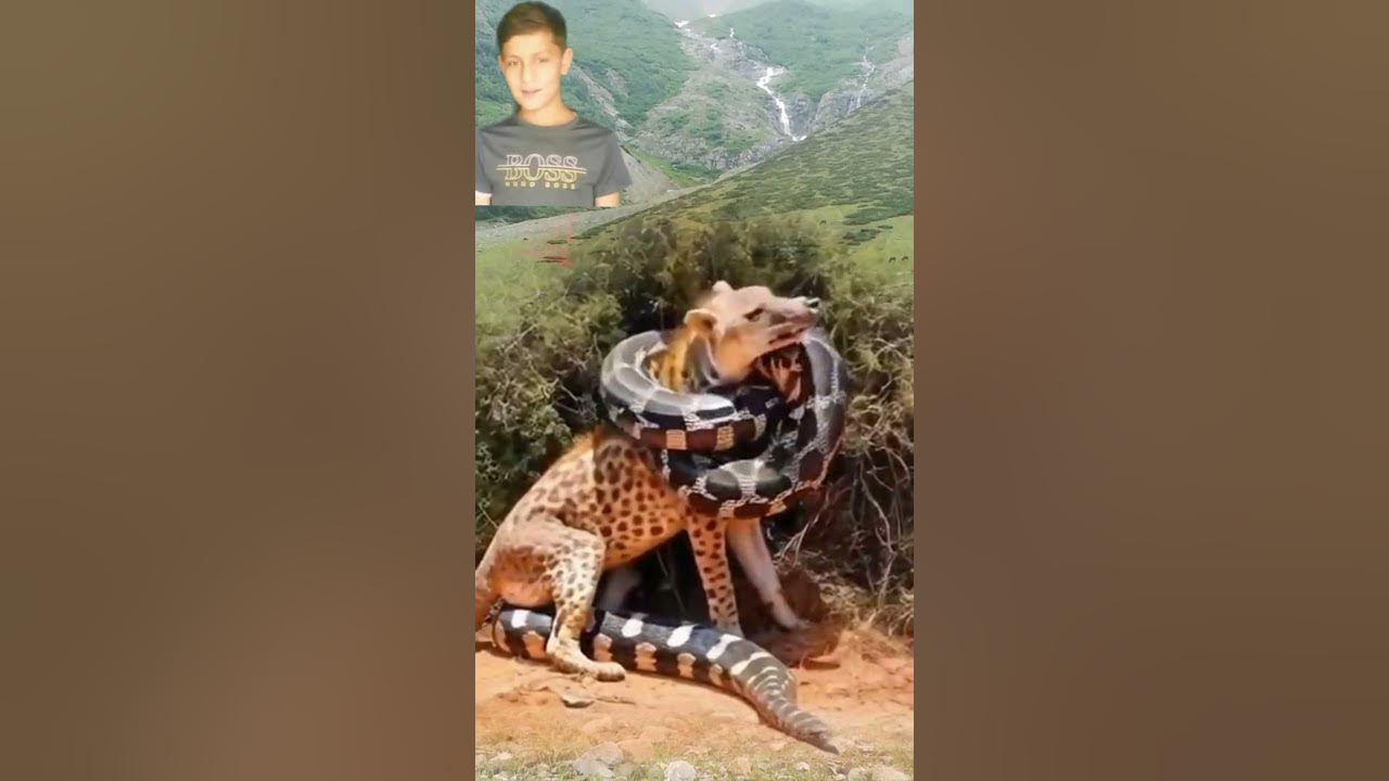 Wild Life Hyena And Python In Forest - YouTube