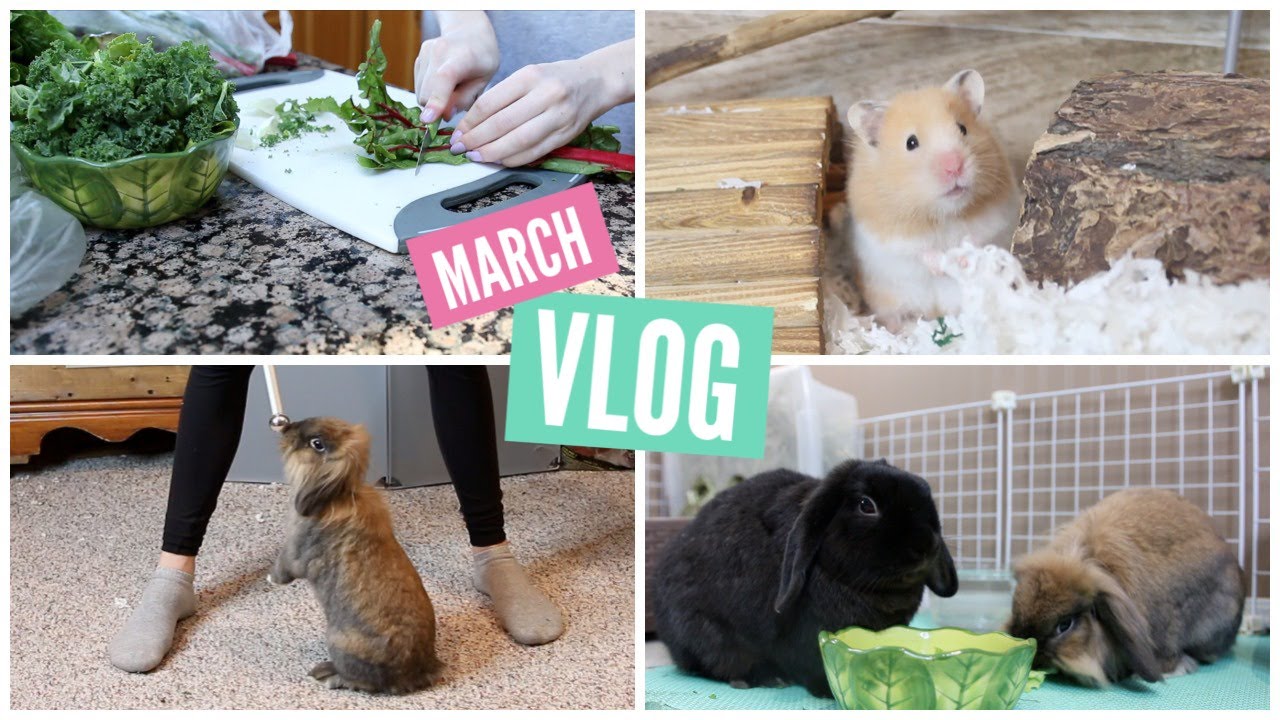 I taught my rabbit tricks | vlog - YouTube