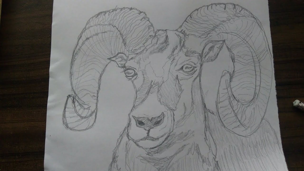 Como dibujar un borrego cimarrón con lápiz - YouTube
