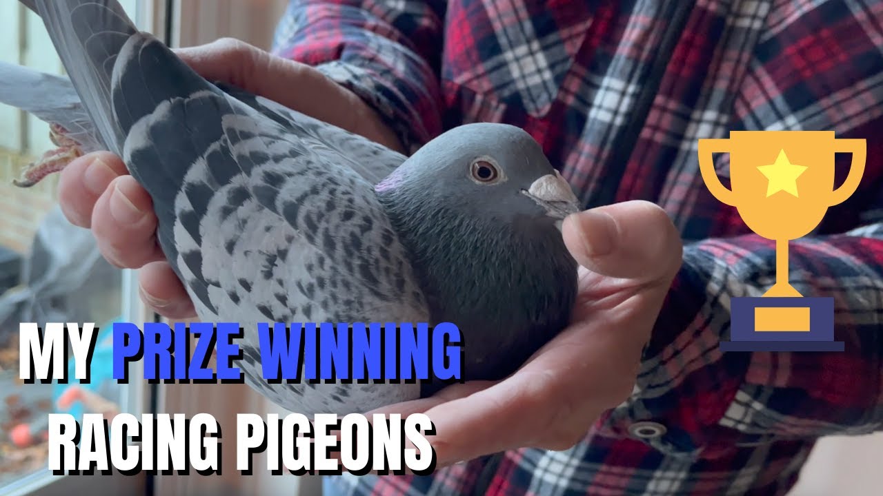 My WINNING Racing Pigeons In The Exhibition - YouTube