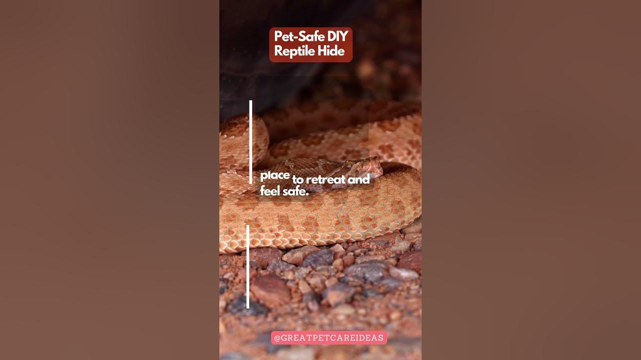 Diy Reptile Hide Youtube