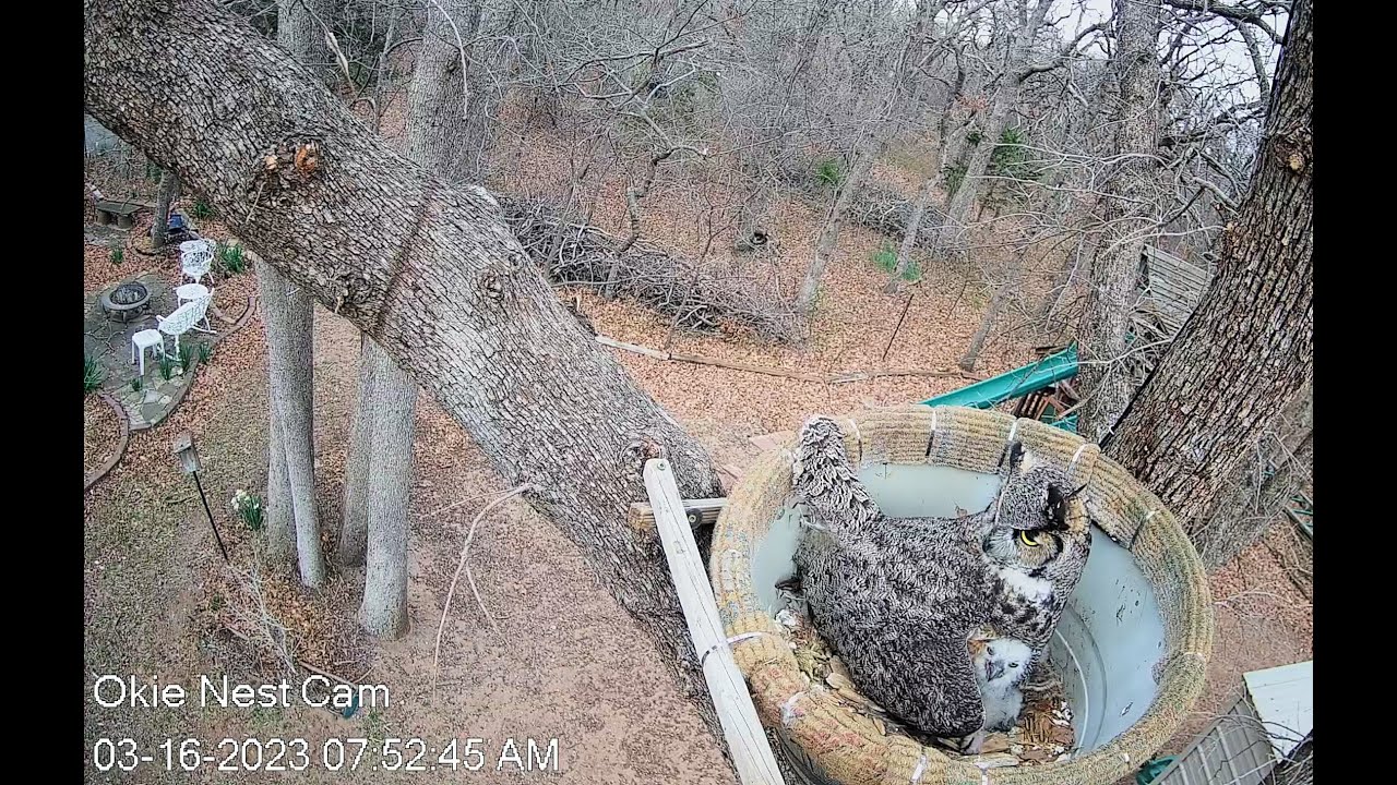 Great horned owl, Carols last day with Quinn 3 16 23 - YouTube